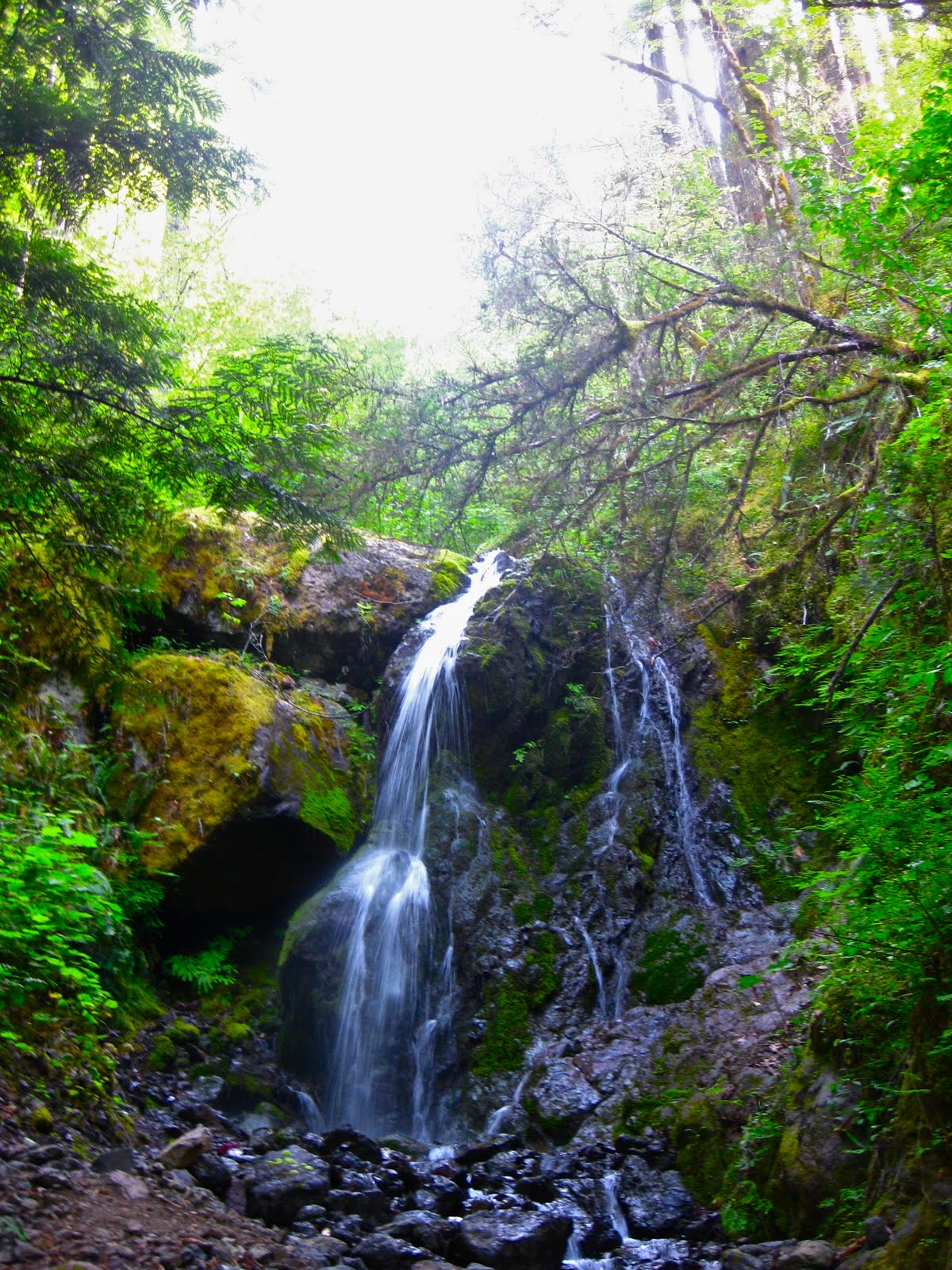 Olympic Peninsula Hikes, Guides and Updates: Lake Constance Trail "guide"