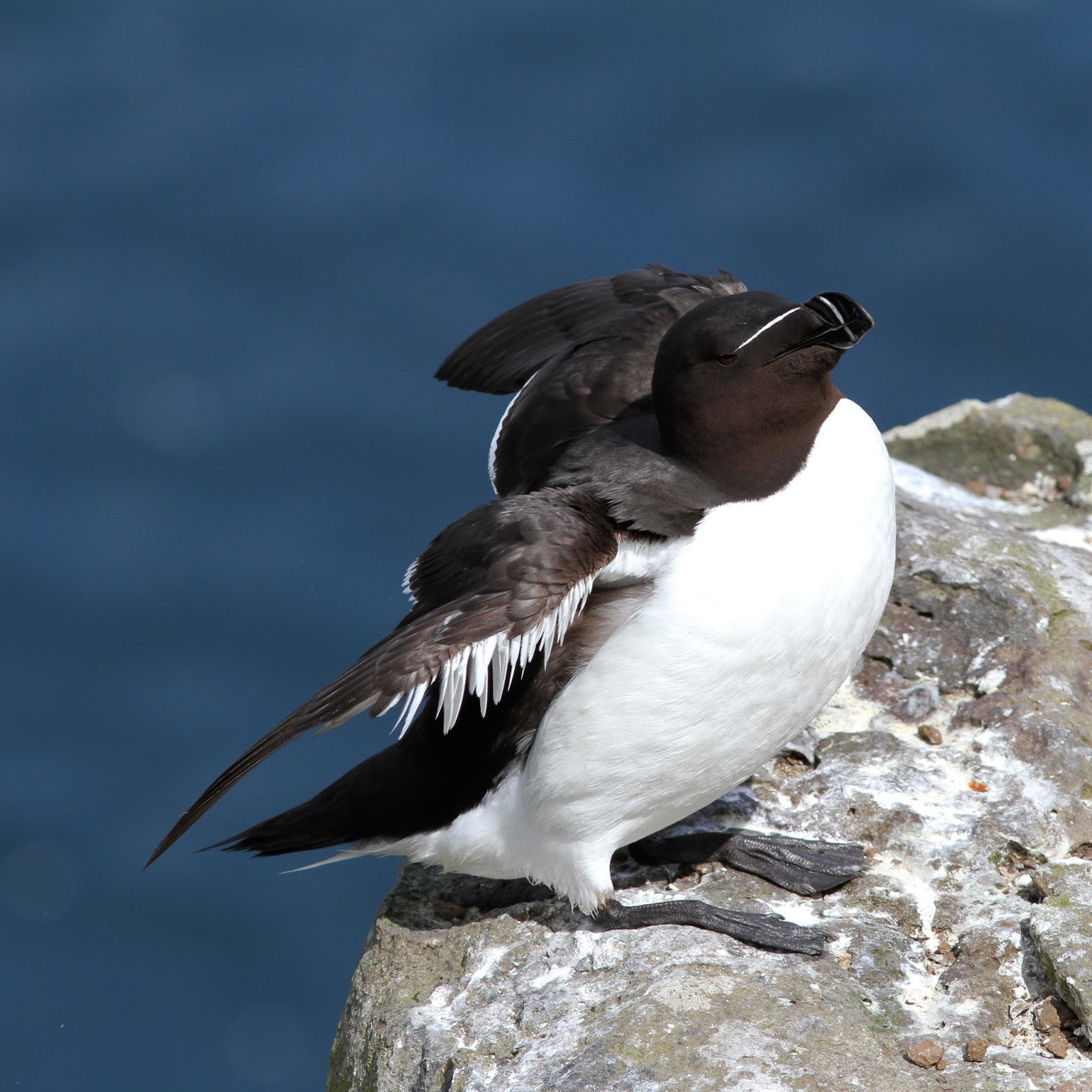 TrogTrogBlog: Bird of the week - Razorbill
