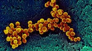 Biologia, a vida em uma palavra.