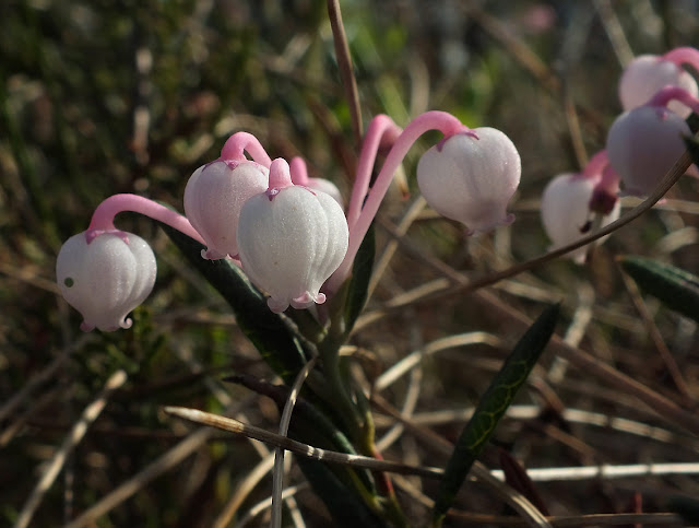 Harakan sivut: SUOKUKKA, RAATE ja MUURAIN