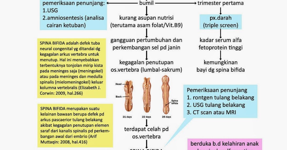 konsep MAP spina bifida