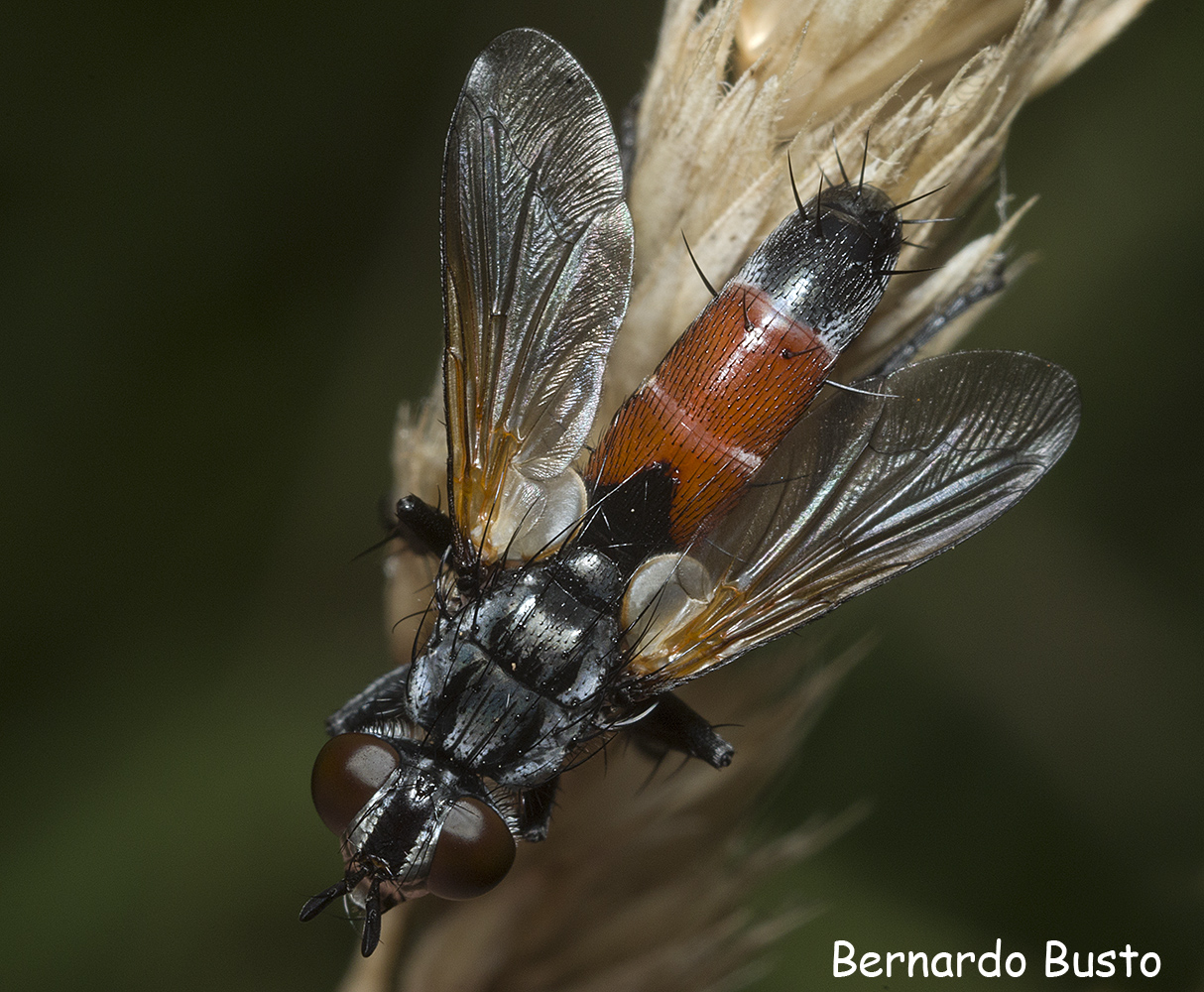 RÍA DE LA VILLA: Una mosca bicolor