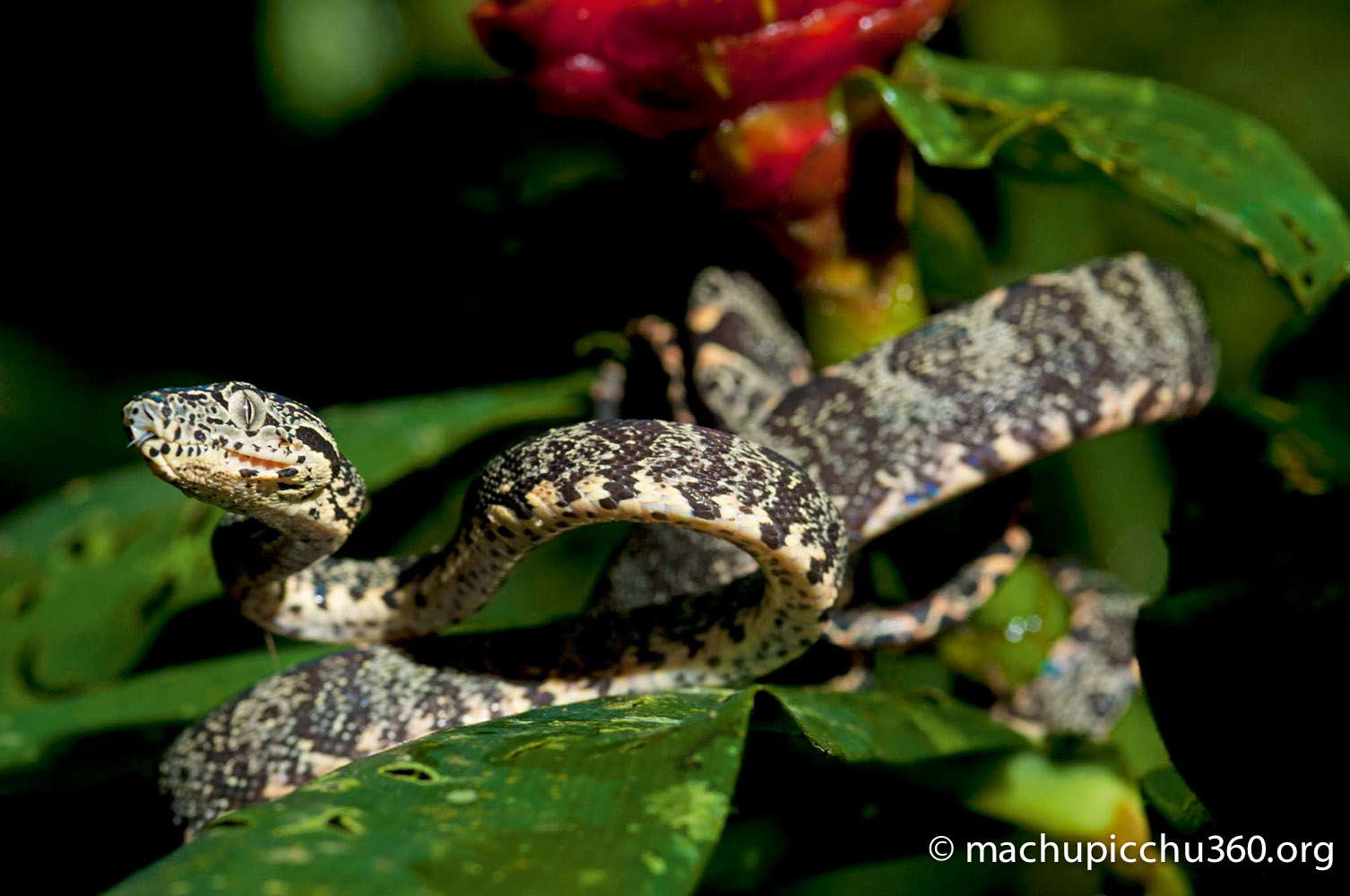 La Forma Moderna en Latinoamérica: Machu Picchu Maravilloso y Fascinante!!!