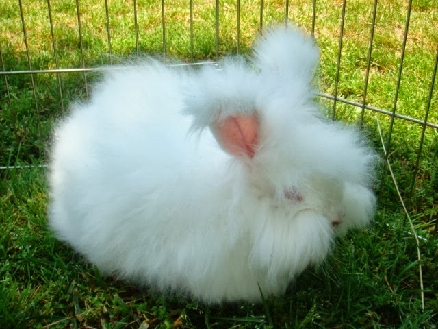 pertanian adalah perniagaan: BAKA - BAKA ARNAB