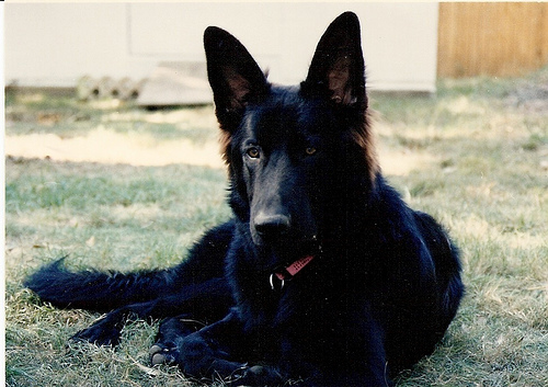 German Shepherd Dog Breeds info : Black German Shepherds