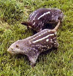 Fauna Colombiana: Dinomys branickii