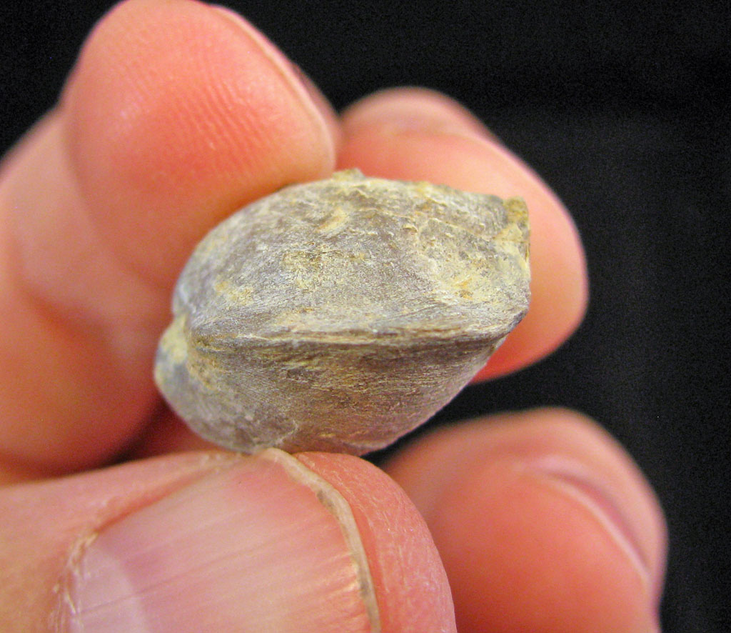 Views of the Mahantango: Athyris concentrica brachiopod from Eifel, Germany