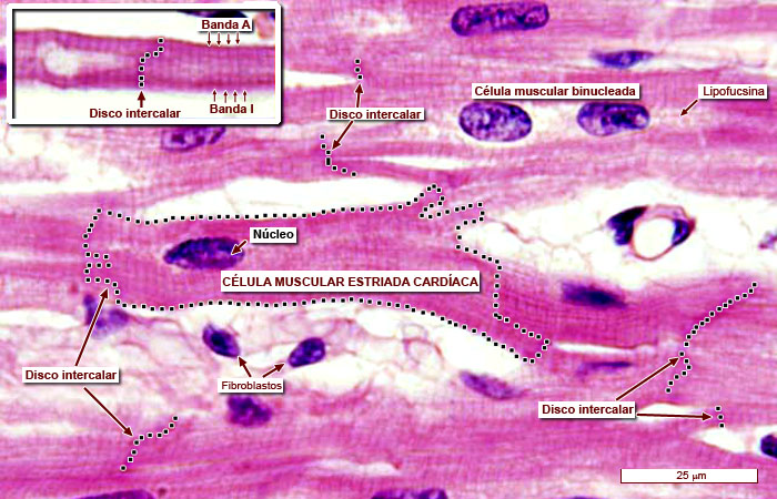HISTO-EMBRIOLOGIA: TEJIDO MUSCULAR CARDÍACO