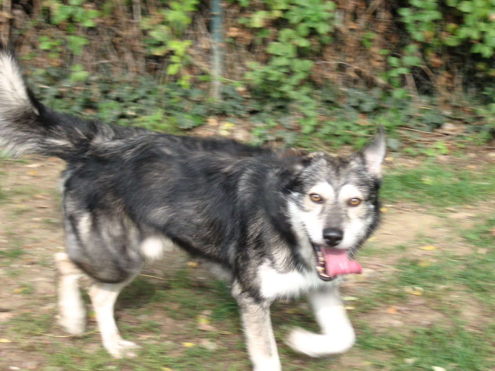 CUORE RANDAGIO: SILVER - mezzo lupo mezzo husky