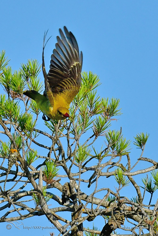 WILDLIFE GATEWAY: Le LORIOT d'EUROPE