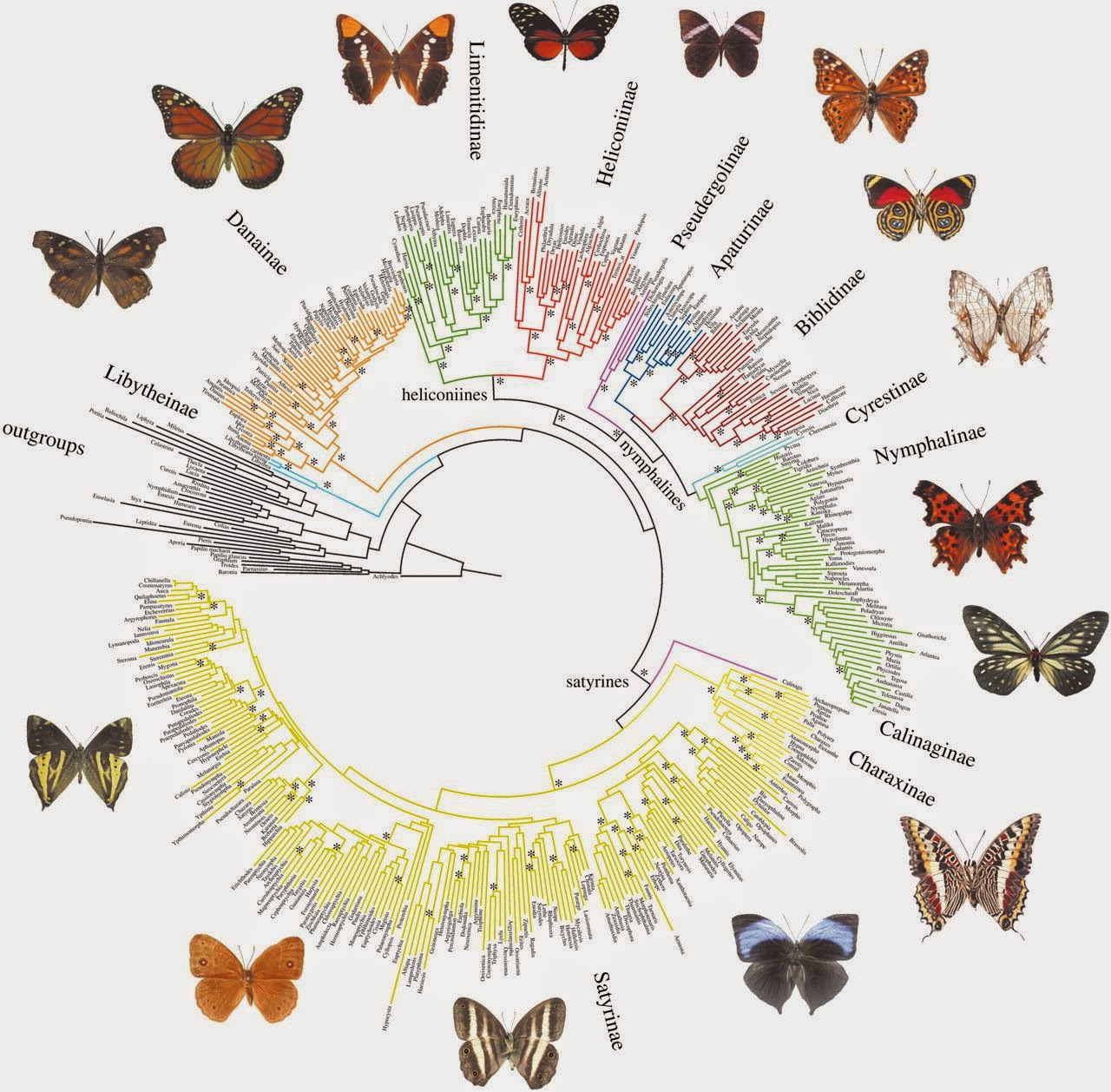 Biologia por Mordecaio : Filogenia