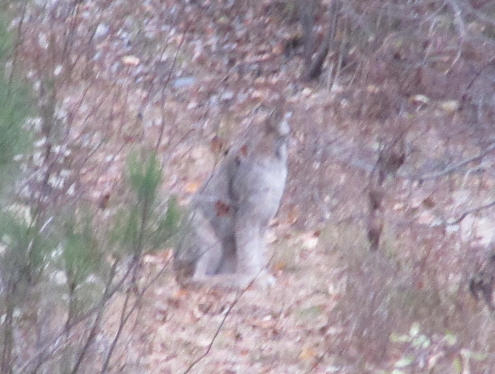 northernbliss: A RARE SIGHTING