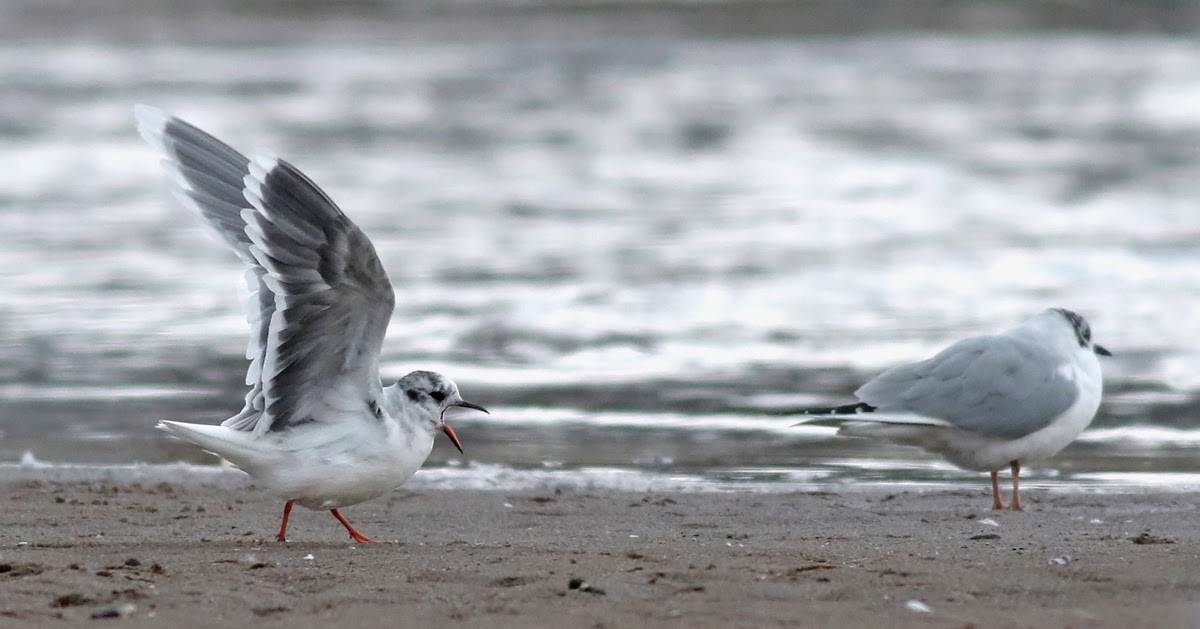 The end of the gulling season?