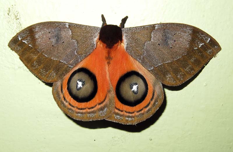 Birdernaturalist: Some Fancy Costa Rica Moths