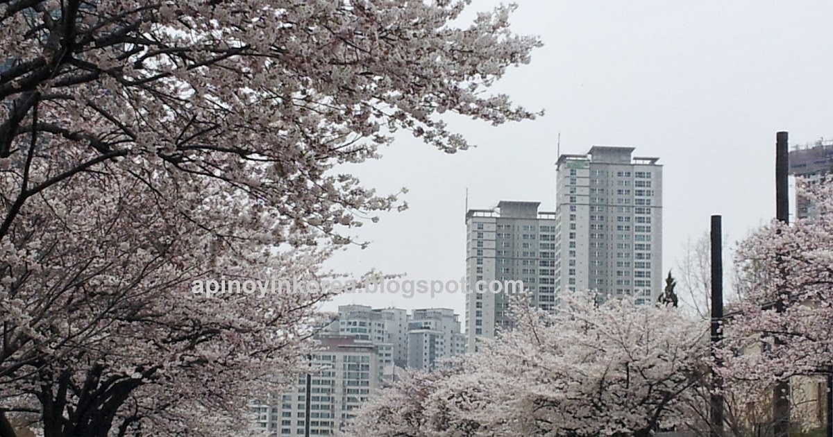 A Pinoy in Korea: Spring Time in Seoul! All Roads Lead To Yeouido...Again!