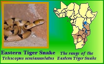 randuwa: East African Savanna: The Reptiles