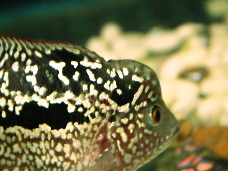 Flowerhorn The Hybrid Cichlids: Good King Kamfa?