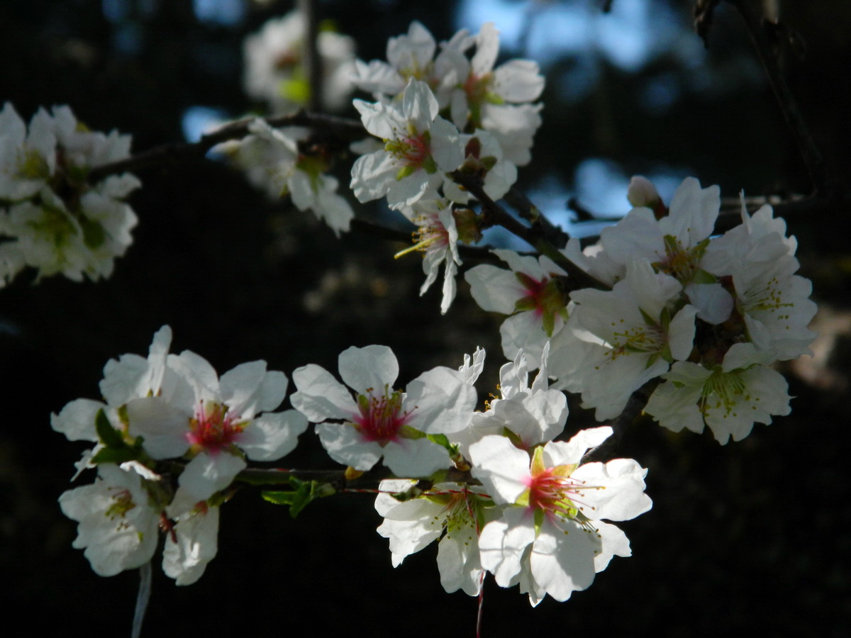 LA MULTI ANI, ROMANIA!: Un migdal inflorit