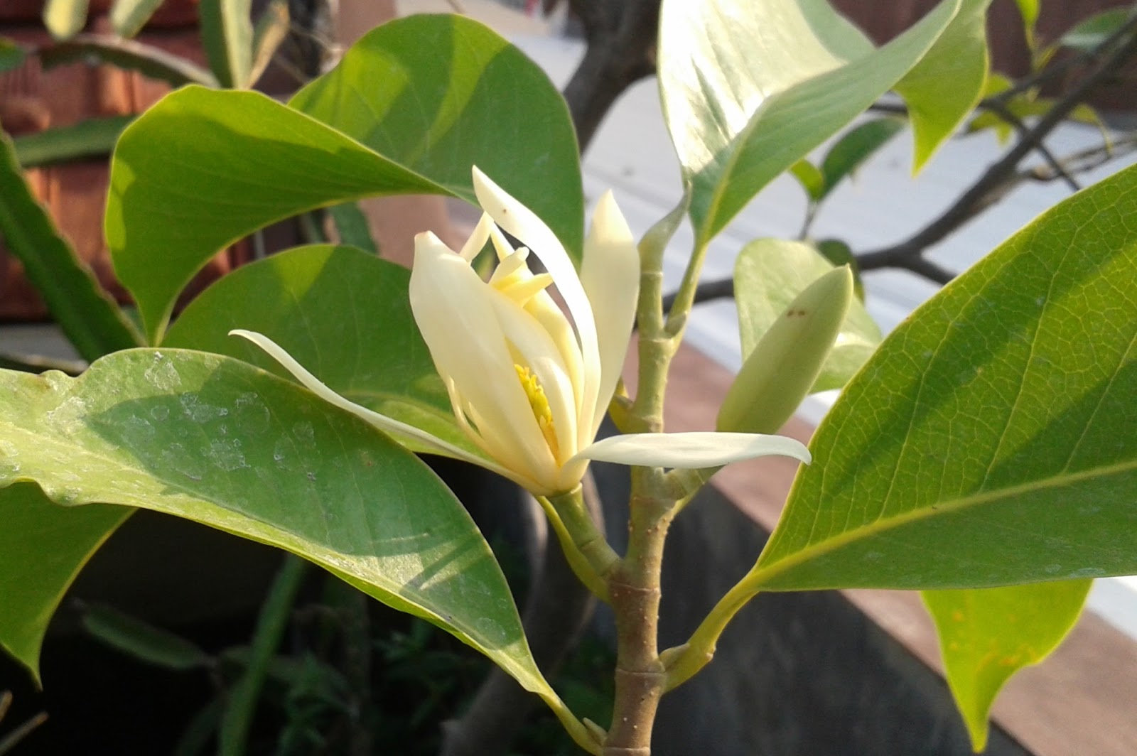 Bikin Orang Merinding, 5 Bunga Ini Terkenal Mempunyai Aura Mistis Tajam