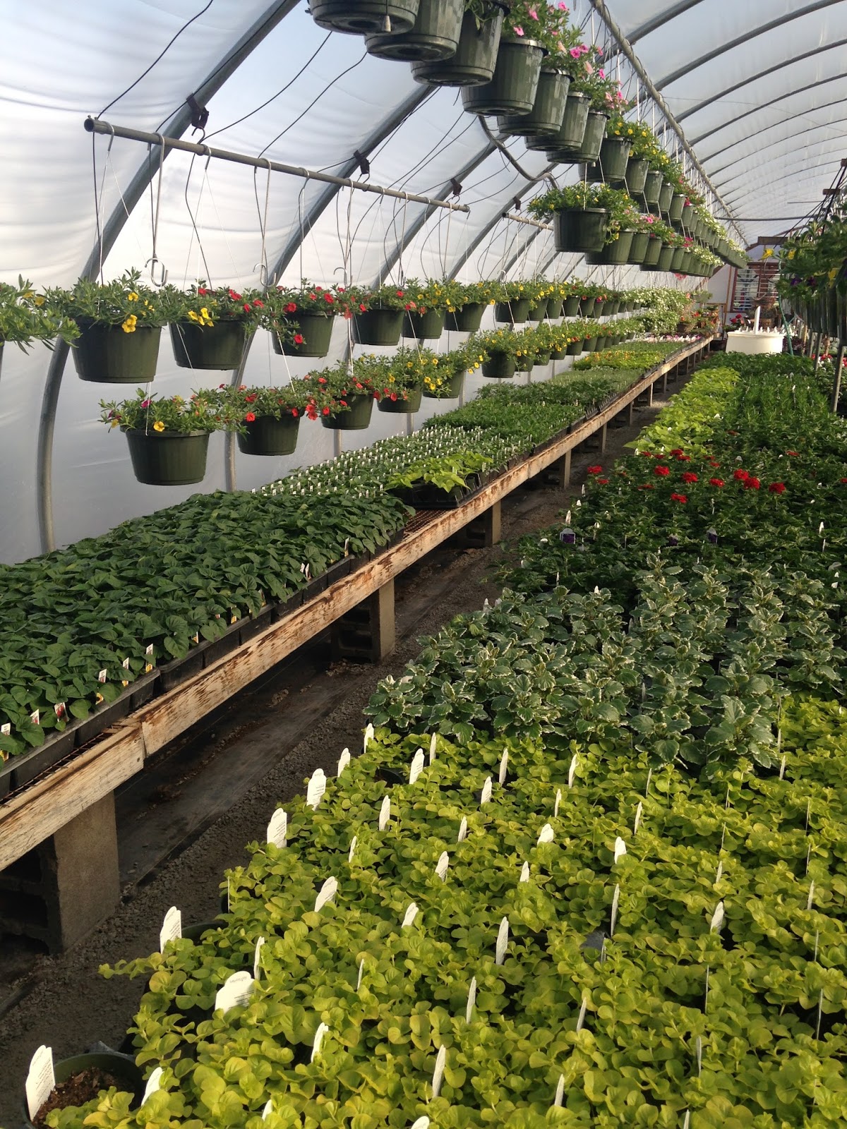 Sunnyside Greenhouses - Greenfield, IN: 2016
