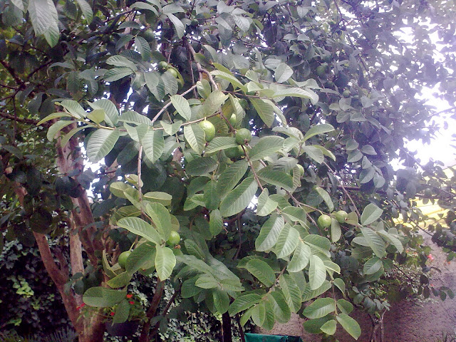 Espacios Inspiradores: El árbol de guayabas