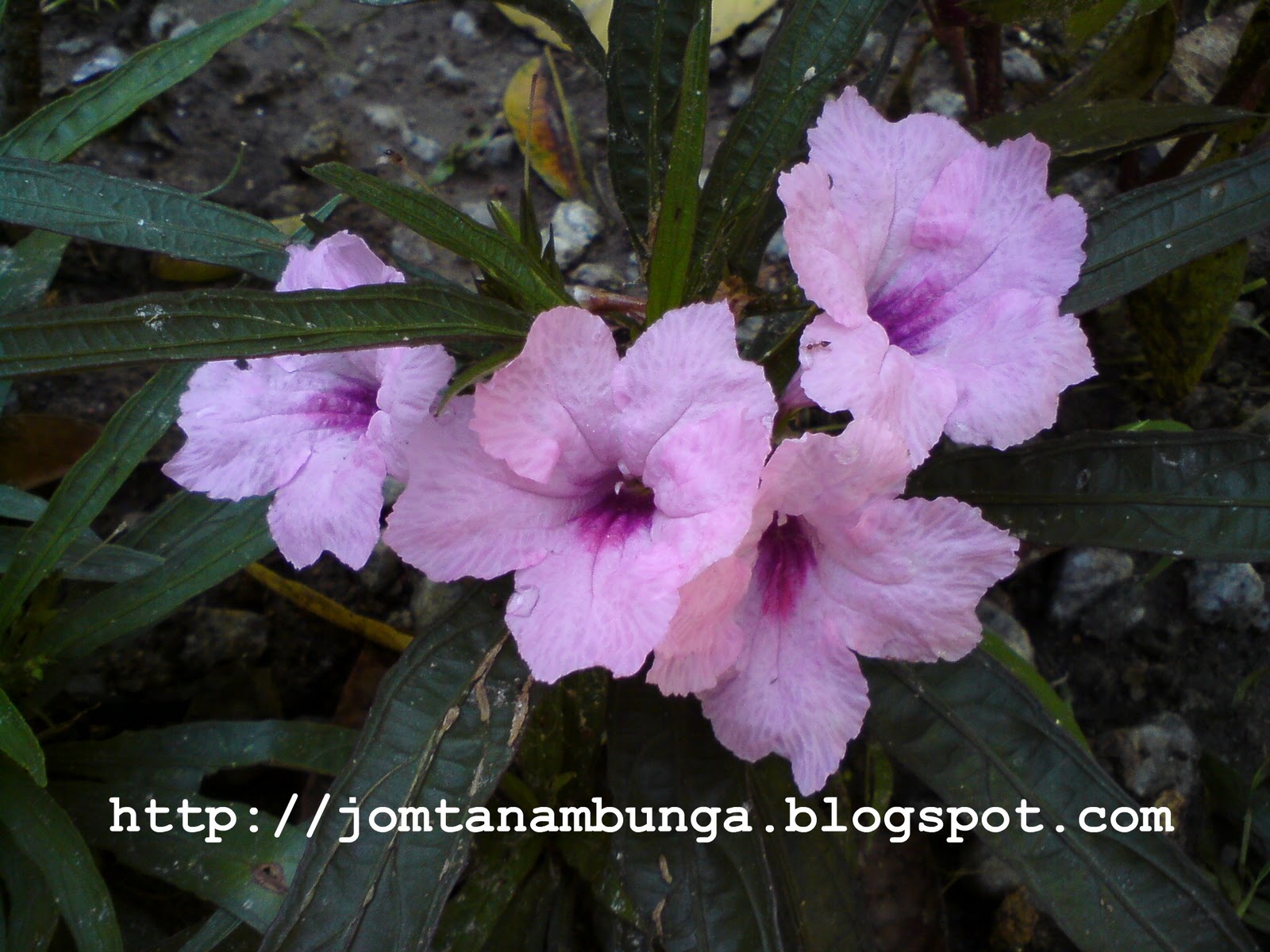 Jom Tanam Bunga: Album Bunga