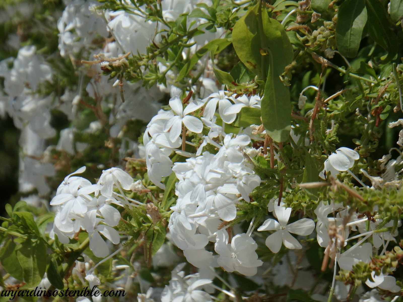 Plumbago auriculata (Celestina, Jazmín azul, Plumbago, Azulina etc.)