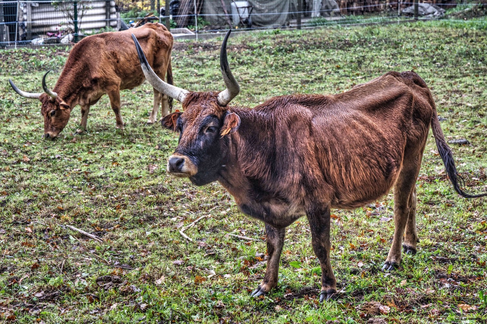 El Blog de Isa y Juan: La vaca Cachena