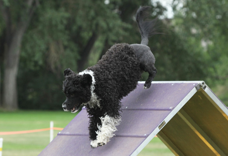Portuguese Water Dog Training | Dog Training