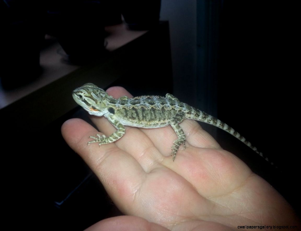 Baby Bearded Dragons Hatching | Wallpapers Gallery