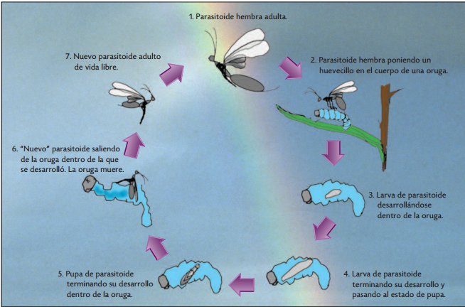 Clasificación de los parasitoides