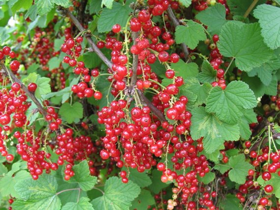 Fiori Piante e Giardini del Mondo: RIBES: PIANTA DAI DOLCISSIMI FRUTTI