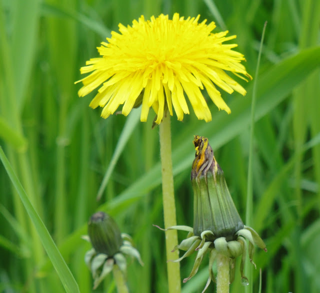 Sandra's Alaska Photography: Plants-Berries-Trees