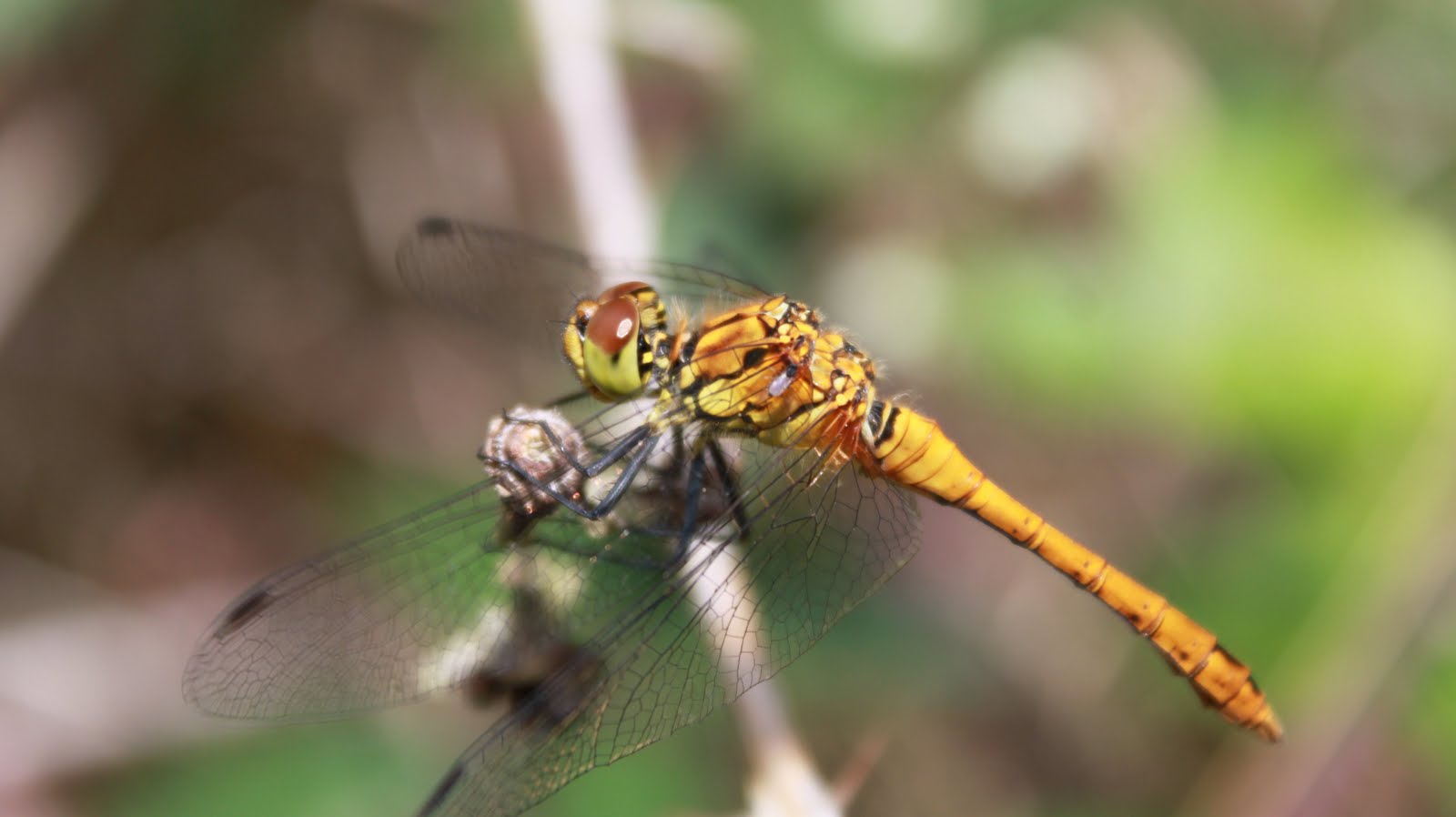 FELIPECHE VIDEO: La libellule jaune de Parigné