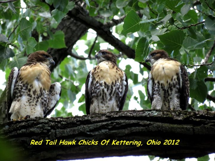 Lincoln Park Commons Pond News Kettering, Ohio: The Red Tail Hawks Of ...