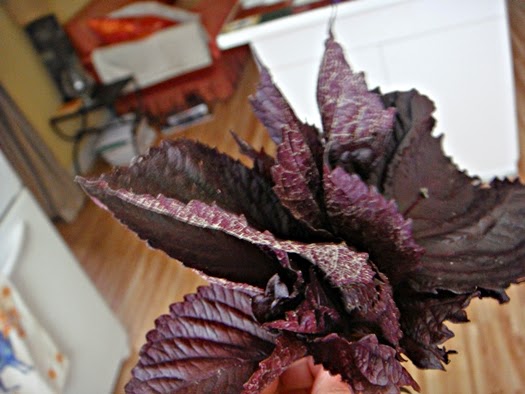 How to Make a Red Shiso Condiment (Shiso Furikake)