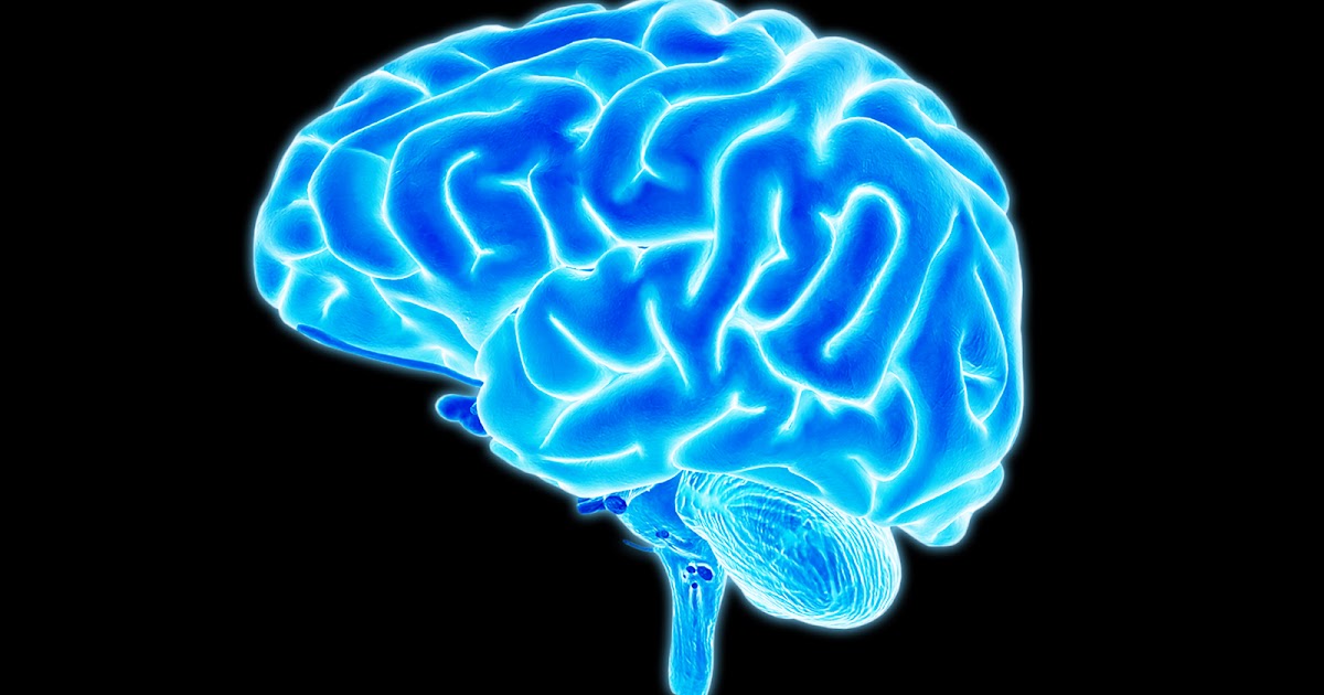 Fisio'Traveller: Anatomi Otak Manusia (Anatomy of the human brain)