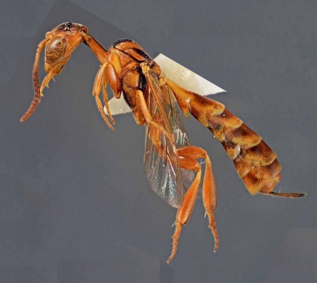 Species New to Science: [Entomology • 2018] Hyptiogaster arafura • A ...