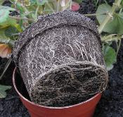 My Broken Garden: Re-Potting Root-Bound? Geranium (Pelargonium)