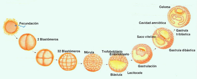 Biología del desarrollo: Fecundación, segmentación, Blastocisto