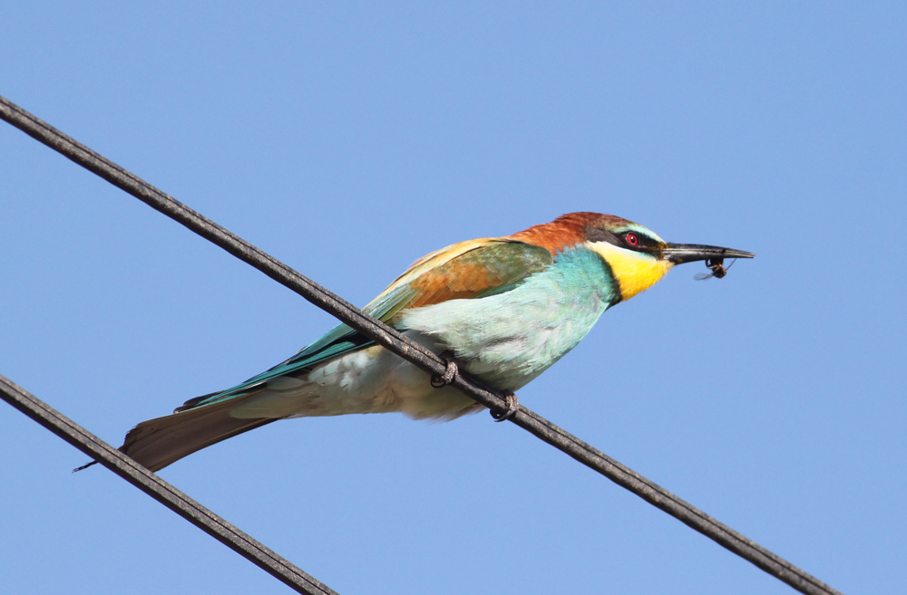 Another Bird Blog: A Cure For Ornithophobia