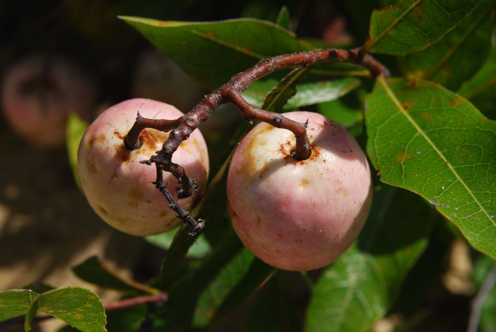 Space Coast Wildflowers: Weeds and Other Wildflowers Along the Bike ...