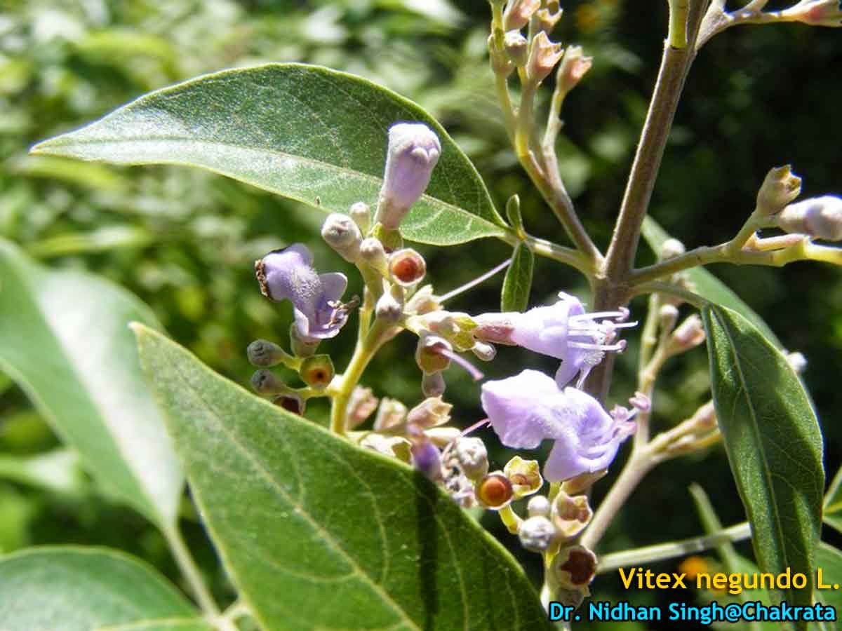 Medicinal Plants: Vitex negundo, Muguet bleu, Nirgundi, Nochhi, Vavili ...