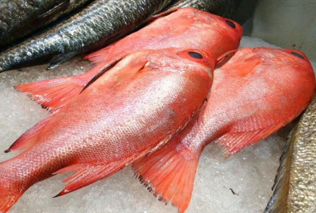 Pargo: o peixe que saiu do prato - Portal do Farol | O Portal de ...