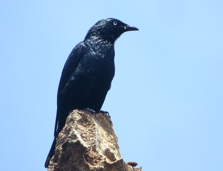 Just About Everything: Birds from Great Nicobar, some of these birds ...