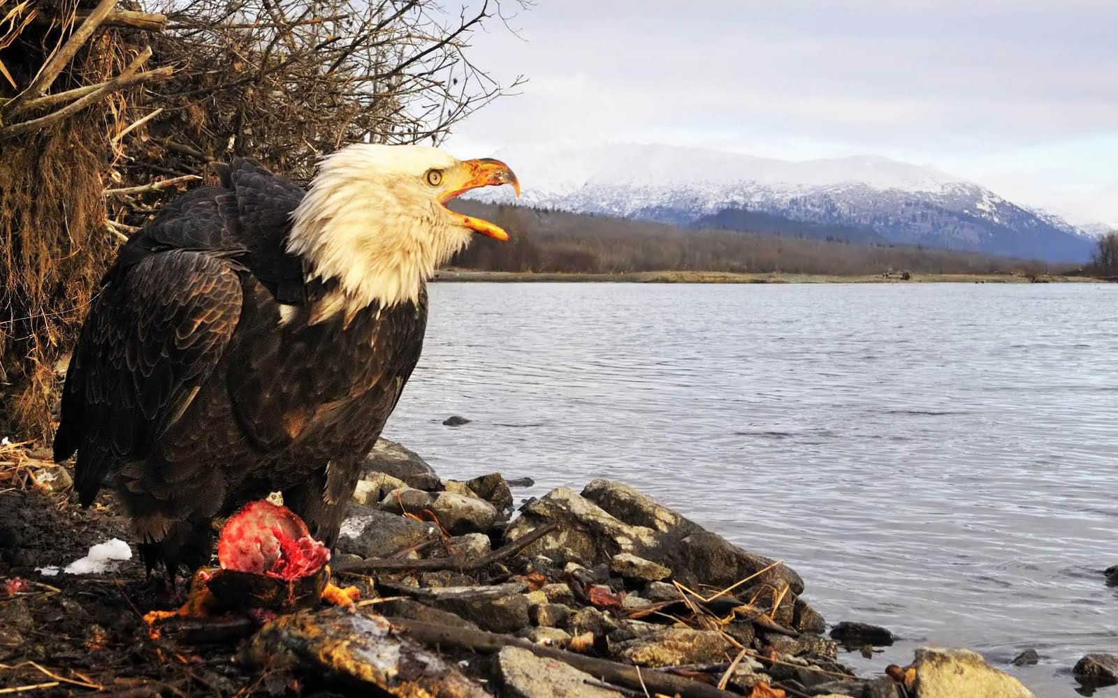 Fabulous And Amazing Eagle Wallpapers in HD - For More Wallpapers Just ...