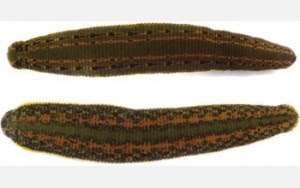 Hewan Pekerja (Series) 5, Cacing Lintah | Wasaka Satu