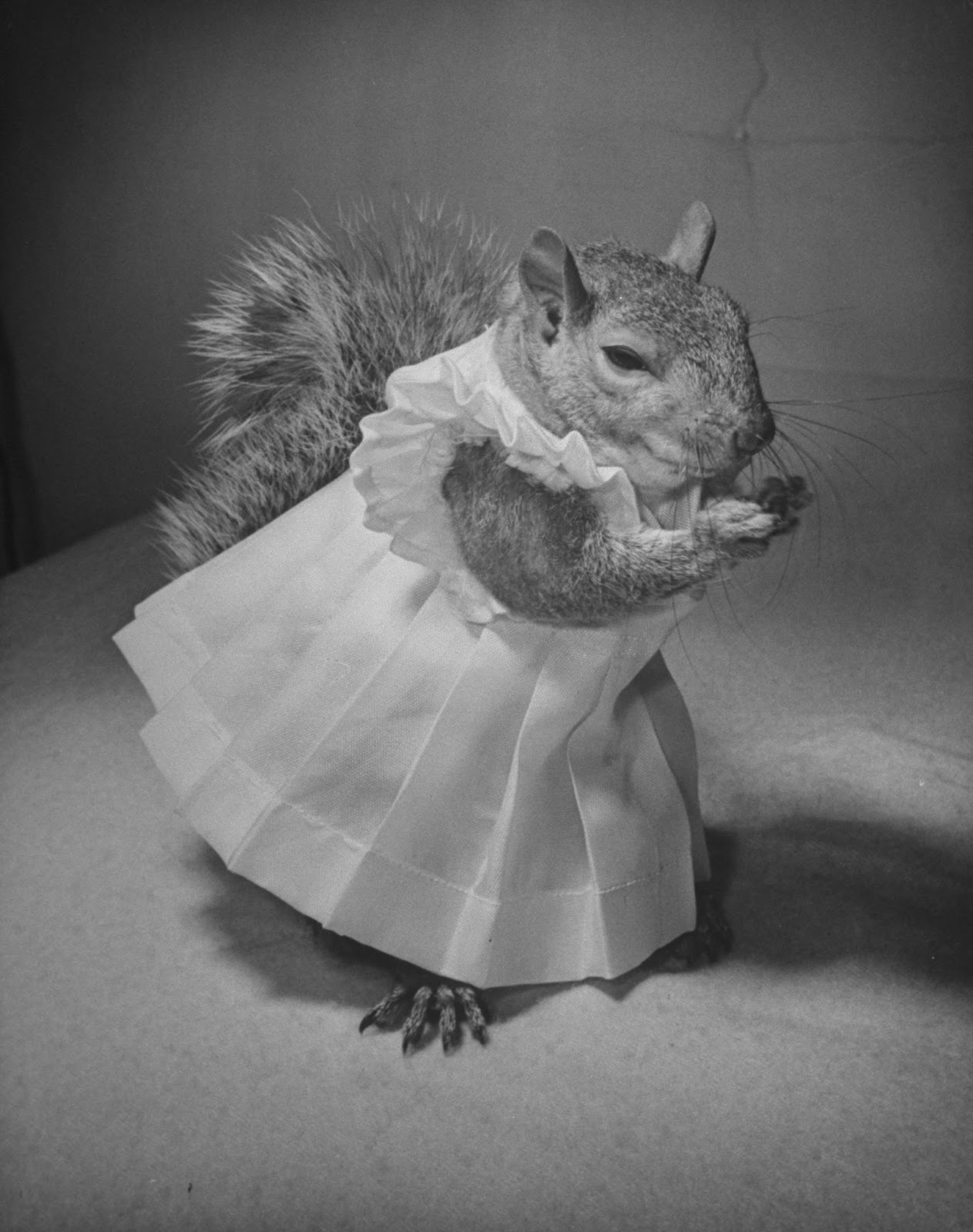15 Interesting Vintage Portraits of Tommy Tucker, a Squirrel that ...