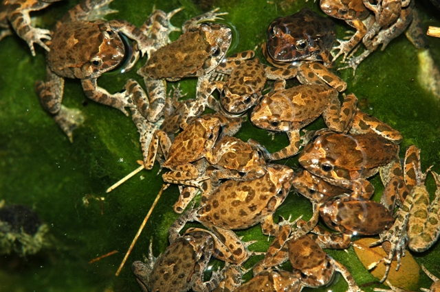 Maltese Nature: Mediterranean Painted Frog