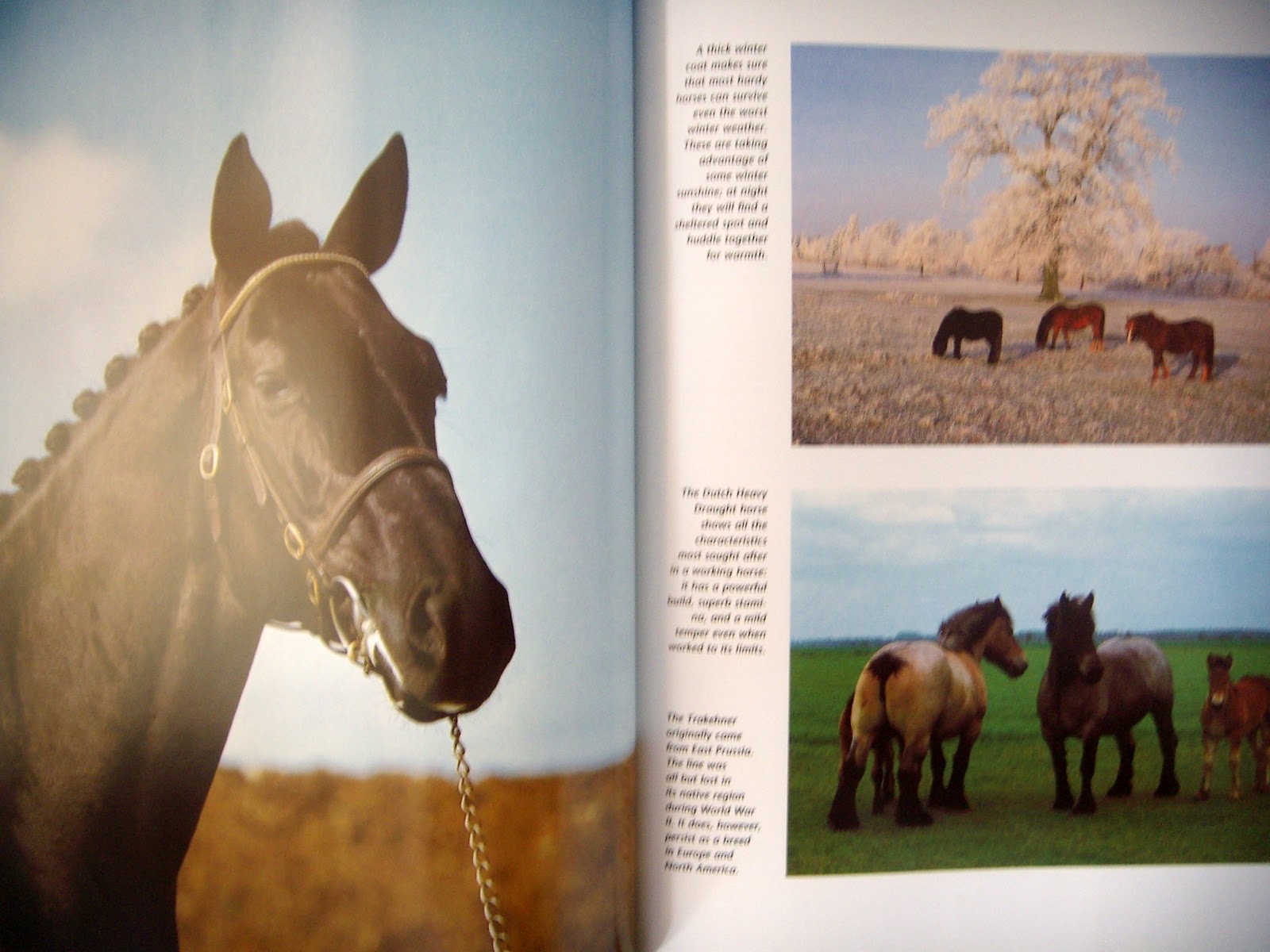 CHILDREN BOOKS FOR YOU: Horses - A Portrait Of The Animal World